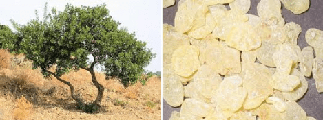 KIDS’ BLOG! Ancient People Loved Chewing Gum! | AntiquityNOW