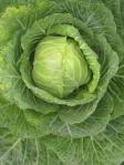 Bon Appetit Wednesday! Cabbage Soup for National Cabbage Day | AntiquityNOW